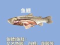 鱼肚和花胶的区别_鱼肚和花胶哪个更营养
