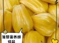 菠萝蜜的功效与作用_禁忌人群有哪些