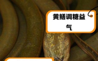 黄鳝壮阳吗_黄鳝补肾效果怎么样