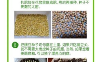 豌豆芽怎么发芽快_豌豆芽催芽最快方法