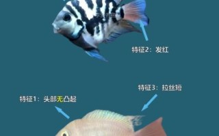 鹦鹉鱼图片大全大图_鹦鹉鱼品种怎么区分