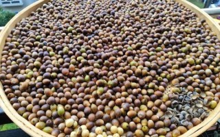 橡子豆腐的功效与作用_橡子豆腐能减肥吗