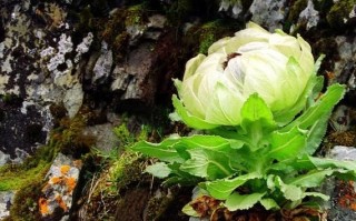 雪莲花多少钱一斤_雪莲花价格影响因素