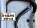 河鳗鱼多少钱一斤_河鳗鱼价格行情