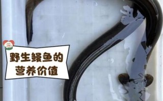 河鳗鱼多少钱一斤_河鳗鱼价格行情