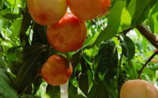 油桃和桃子有什么区别_油桃是桃子的变种吗