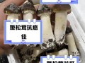 姬松茸对儿童的危害_儿童能吃姬松茸吗