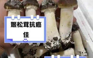 姬松茸对儿童的危害_儿童能吃姬松茸吗