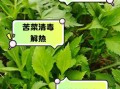 山苦菜的功效与作用_山苦菜怎么吃效果最好