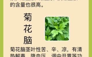 菊花脑图片功效与作用_菊花脑怎么吃最养生