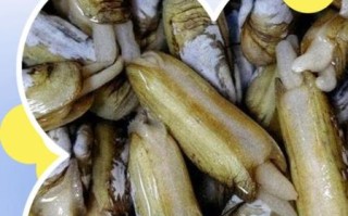 蛏子怎么做下奶_哺乳期能吃蛏子吗 蛏子怎么做下奶_哺乳期能吃蛏子吗