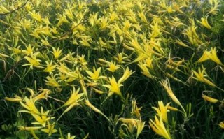 黄花菜开花了还能吃吗_怎么判断是否新鲜