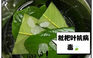 新鲜枇杷叶煮水有毒吗_枇杷叶怎么煮才安全