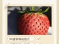 草莓怎么种_草莓种植技巧