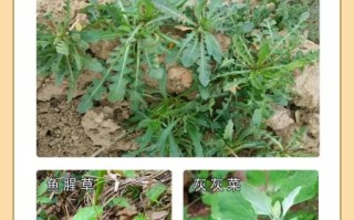 野菜有哪些_如何辨别100种野菜