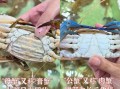 兰花蟹是什么_兰花蟹多少钱一斤
