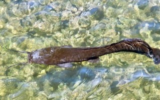埃及塘虱最大能长多大_埃及塘虱寿命多长