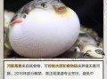 网上能买到河豚毒素吗_河豚毒素购买渠道