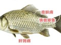 什么人不能吃鲫鱼_鲫鱼禁忌人群有哪些