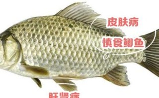什么人不能吃鲫鱼_鲫鱼禁忌人群有哪些