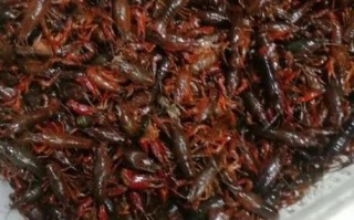 龙虾怎么洗_小苏打清洗龙虾正确步骤