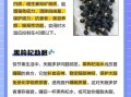 黑枸杞子泡水喝的功效与作用_黑枸杞子怎么泡水效果最好