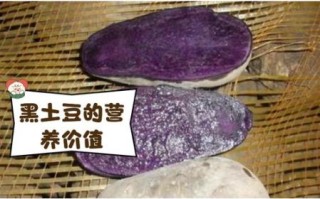 黑土豆是什么_黑土豆怎么吃