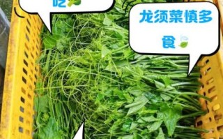 龙须菜中毒症状_龙须菜中毒怎么办
