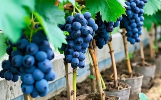 巨峰葡萄苗价格多少钱一棵_巨峰葡萄苗几年结果