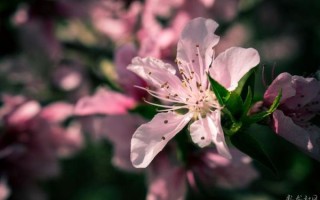 桃花社区视频在线观看免费完整版_如何安全观看