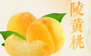黄桃的功效与作用_黄桃吃多了有什么害处