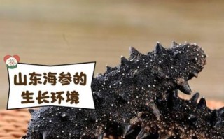 山东海参品牌十大排名榜_如何挑选正宗威海刺参