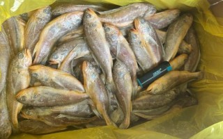 小黄鱼养殖技术_小黄鱼养殖成本和利润