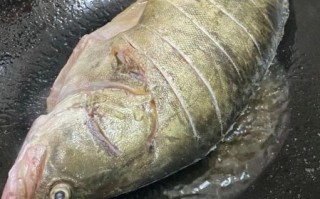香煎桂花鱼怎么做_香煎桂花鱼用什么鱼