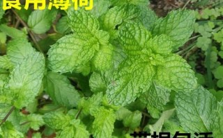 十香菜是什么菜_十香菜和薄荷的区别
