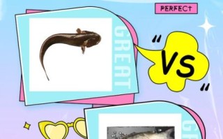 鮰鱼和鲶鱼的区别图片_怎么分辨鮰鱼还是鲶鱼