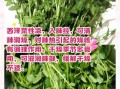 西洋菜又叫什么_西洋菜别名有哪些