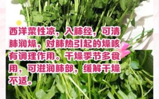 西洋菜又叫什么_西洋菜别名有哪些