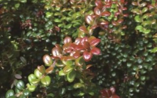 乌饭树下山桩怎么栽_乌饭树下山桩多久生根