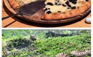 虎掌菌和黑虎掌菌的区别_哪个更好吃