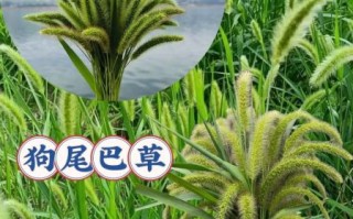 狗尾巴草的功效与作用_狗尾巴草可以泡水喝吗