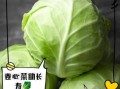 卷心菜的功效与作用_卷心菜的禁忌有哪些