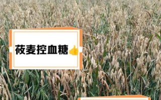 莜麦的营养价值_莜麦的功效与作用