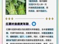红薯叶怎么吃_红薯叶的营养价值有哪些