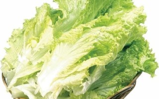 生菜图片大全大图真实_如何辨别新鲜生菜