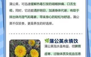 蒲公英的功效与作用_蒲公英怎么泡水喝
