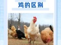 三黄鸡是什么鸡_三黄鸡和普通鸡的区别