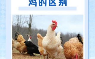 三黄鸡是什么鸡_三黄鸡和普通鸡的区别
