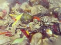 兔子肉清炖怎么做好吃_清炖兔肉去腥技巧