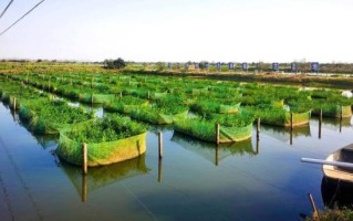 大棚养殖黄鳝养殖池怎么建_大棚养殖黄鳝养殖池多少钱